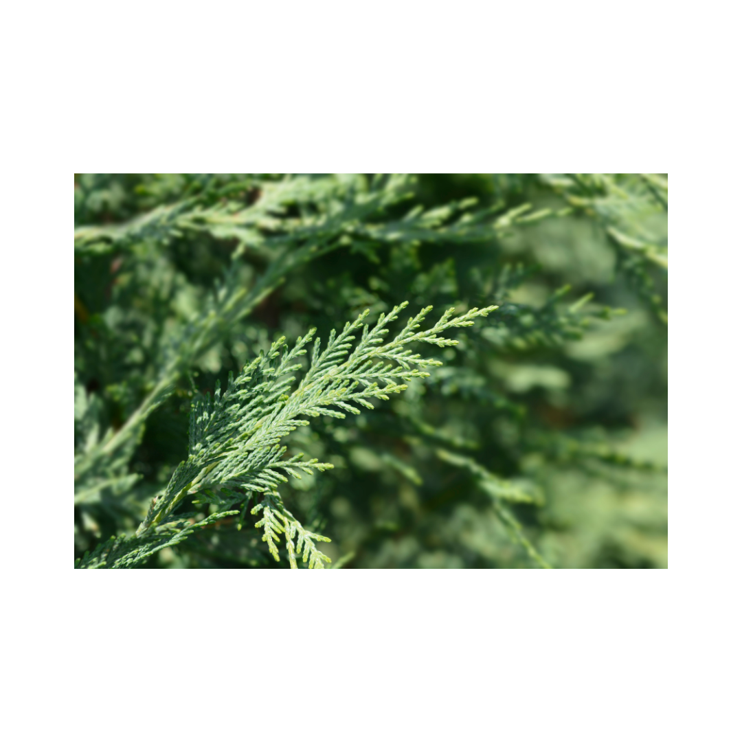 Cypress trees – NICHECORNER