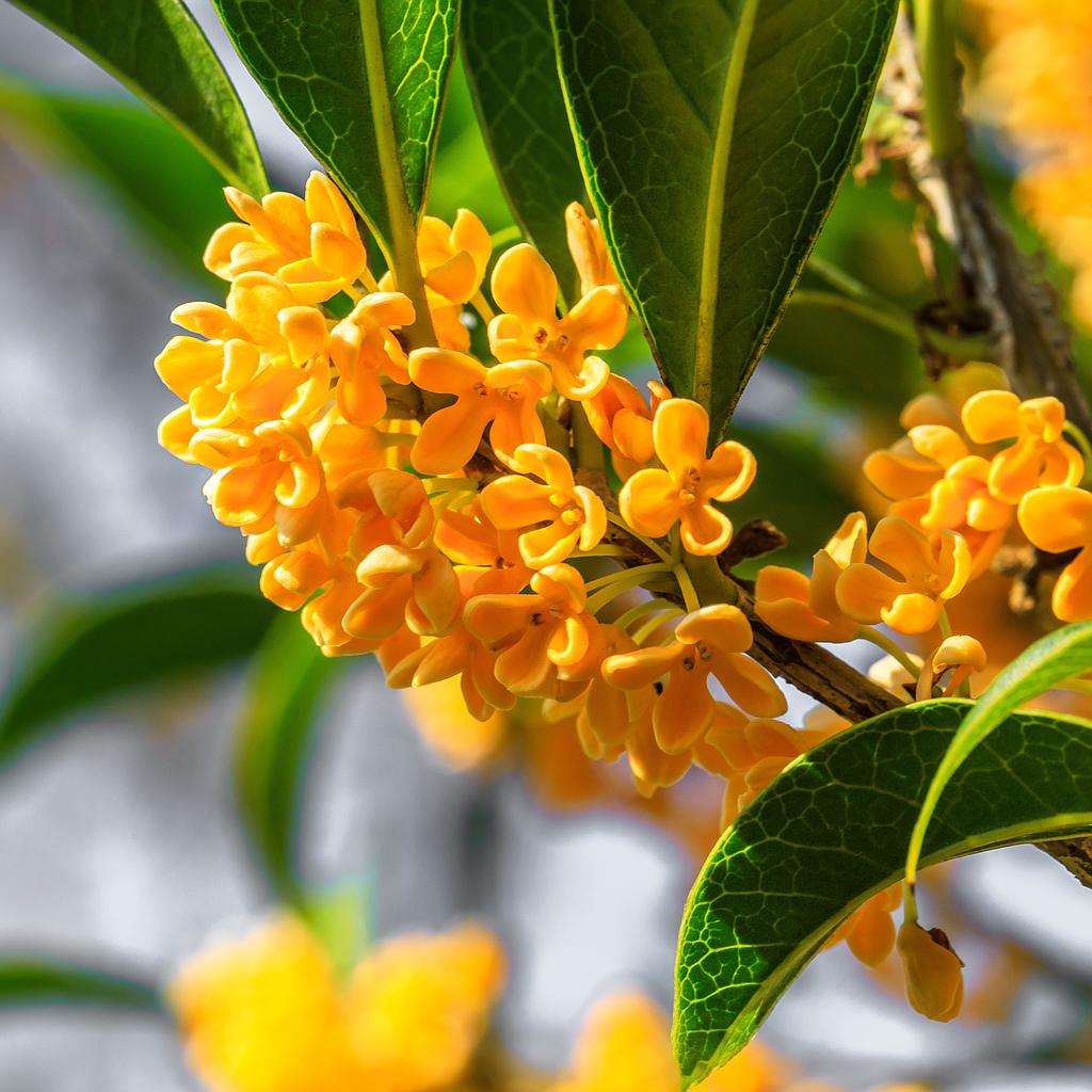osmanthus – NICHECORNER